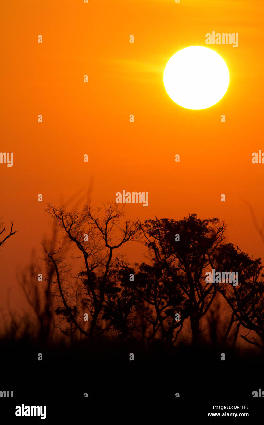Orange sunset with trees silhouetted in the Brazil Pantanal Stock Photo ...