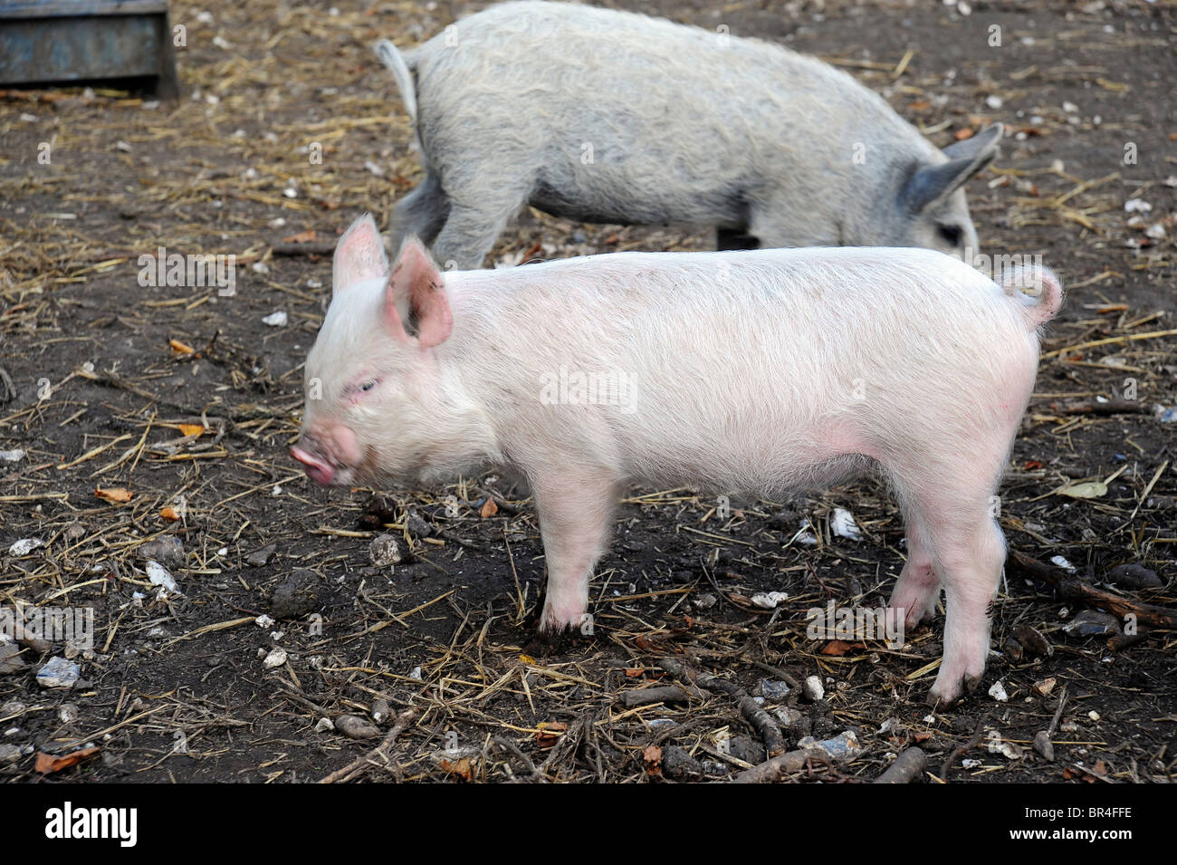 A two month old little white to me pig Stock Photo - Alamy