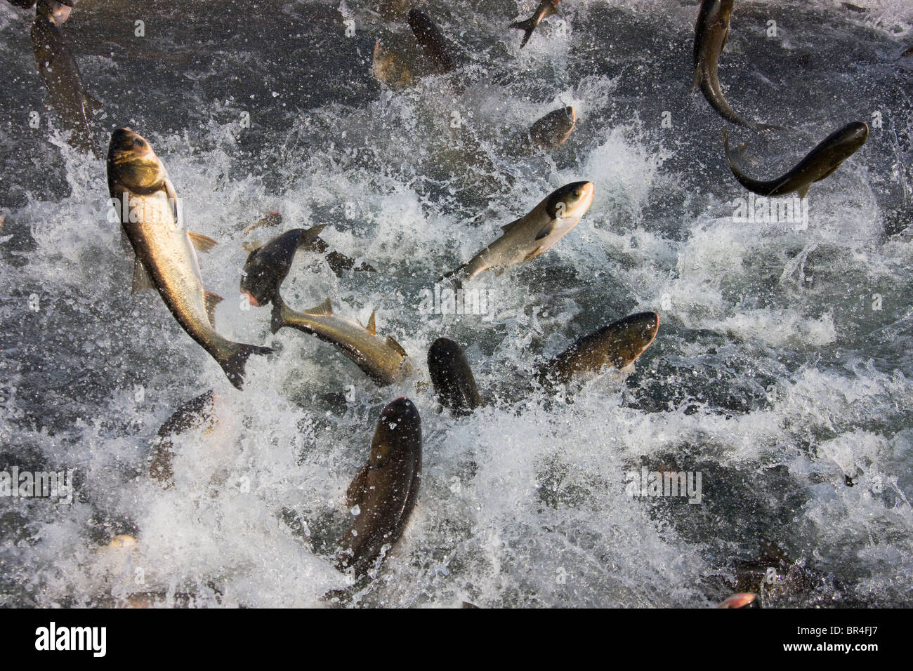 Fish jumping, Qiandao Lake (Thousand Island Lake), Jiande, Zhejiang ...