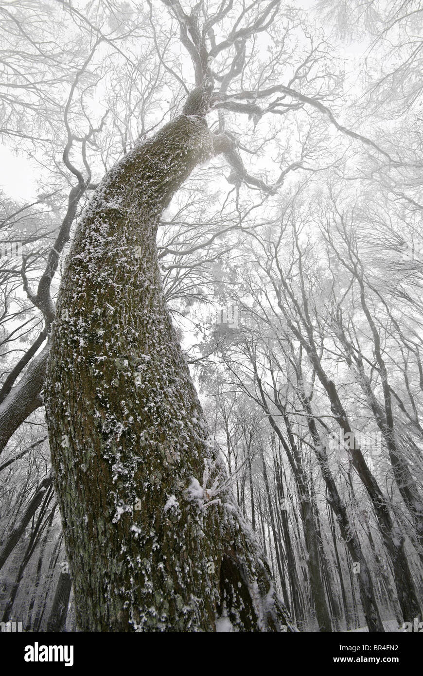 Large Tall Tree Trunks High Resolution Stock Photography and Images - Alamy
