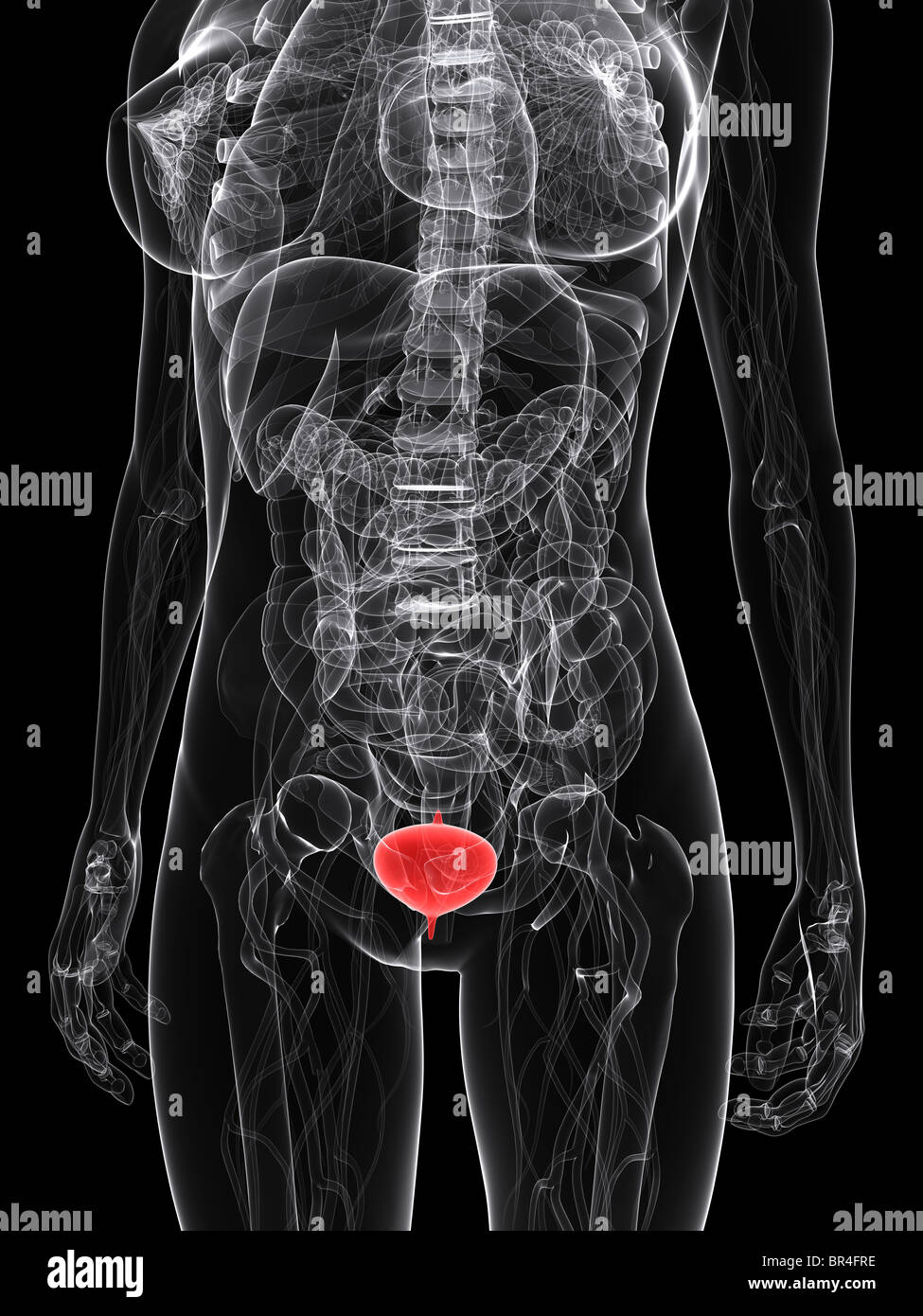 Female bladder hi-res stock photography and images - Alamy