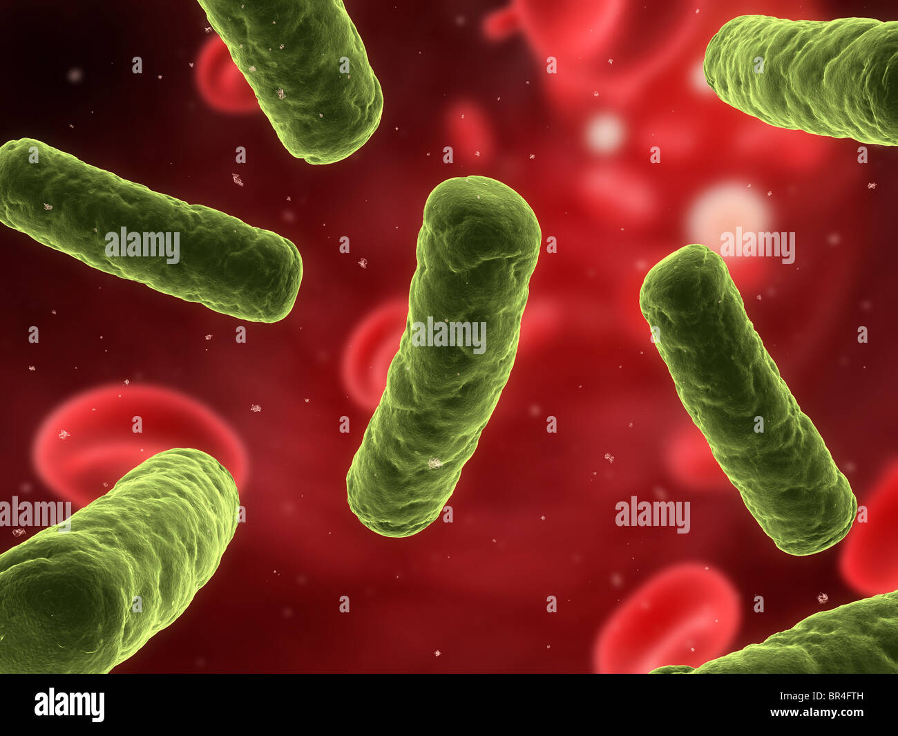 Blood bacteria hi-res stock photography and images - Alamy