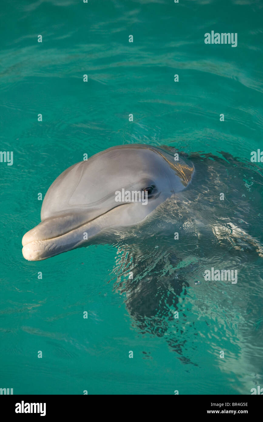 Caribbean, Netherland Antilles, Curacao, Willemstad. Dolphin at Dolphin ...