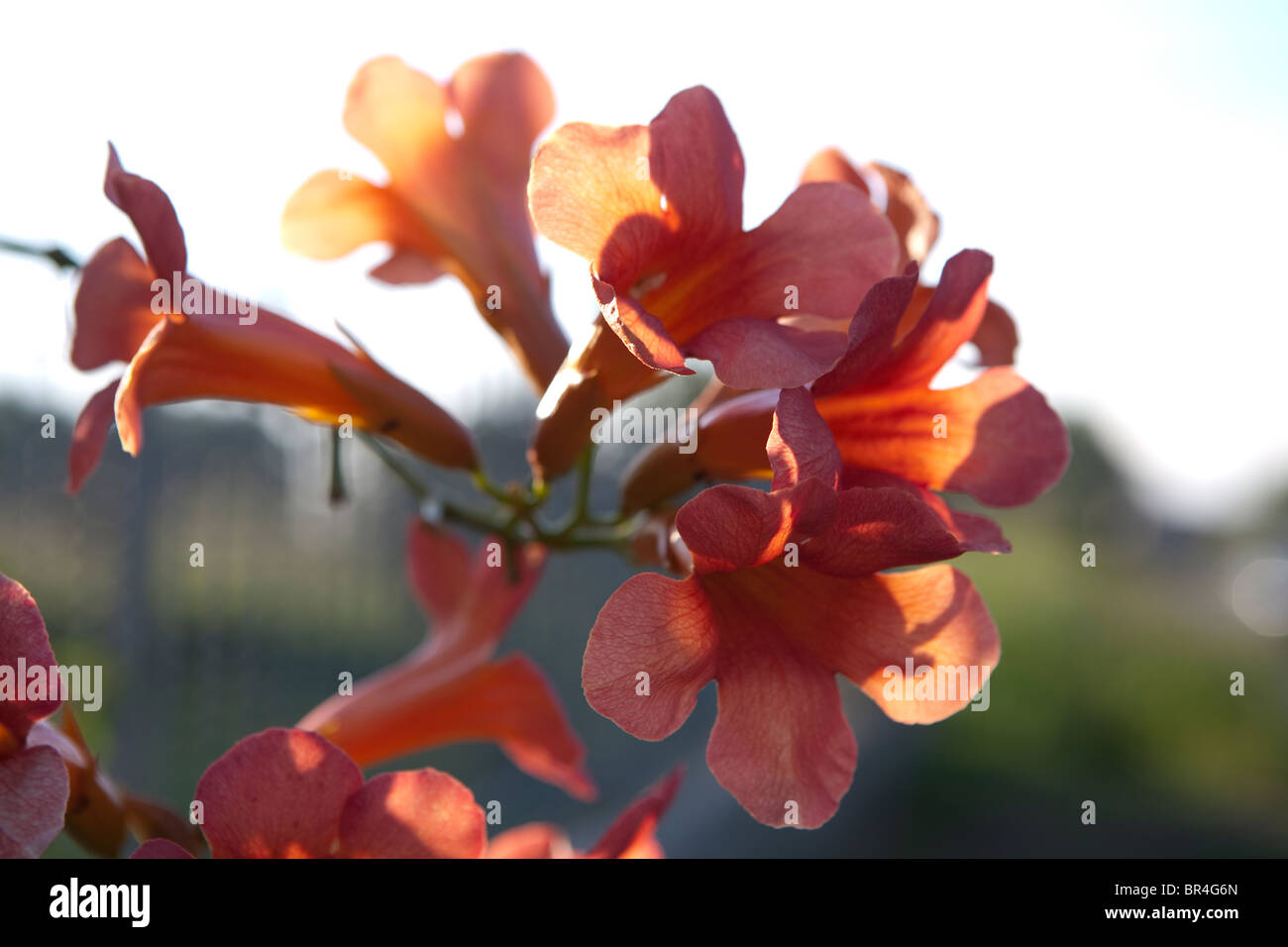 Trumpet flowers hi-res stock photography and images - Alamy