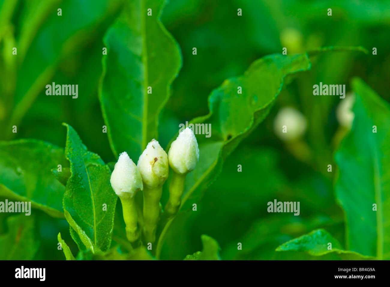 Buds wildlife hi-res stock photography and images - Alamy