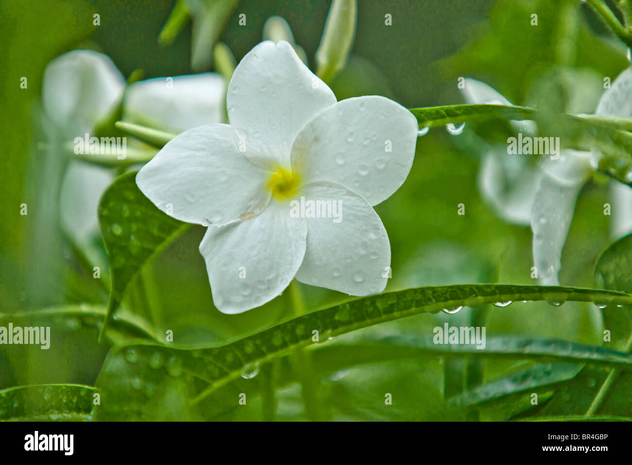 Garden of eden house hi-res stock photography and images - Alamy