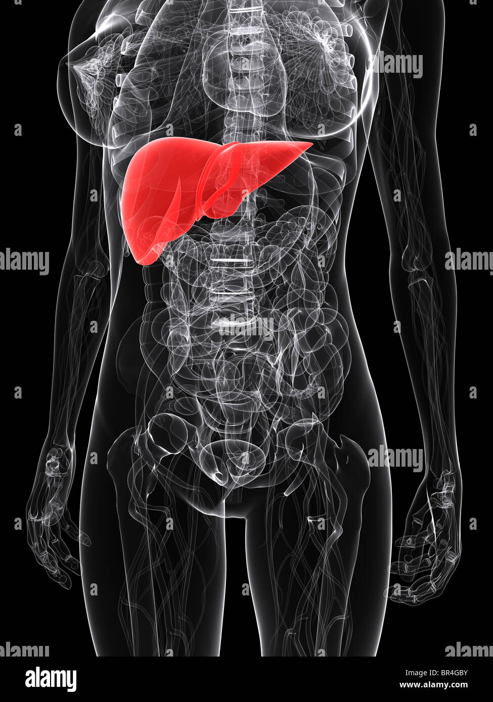 Liver disease hi-res stock photography and images - Alamy