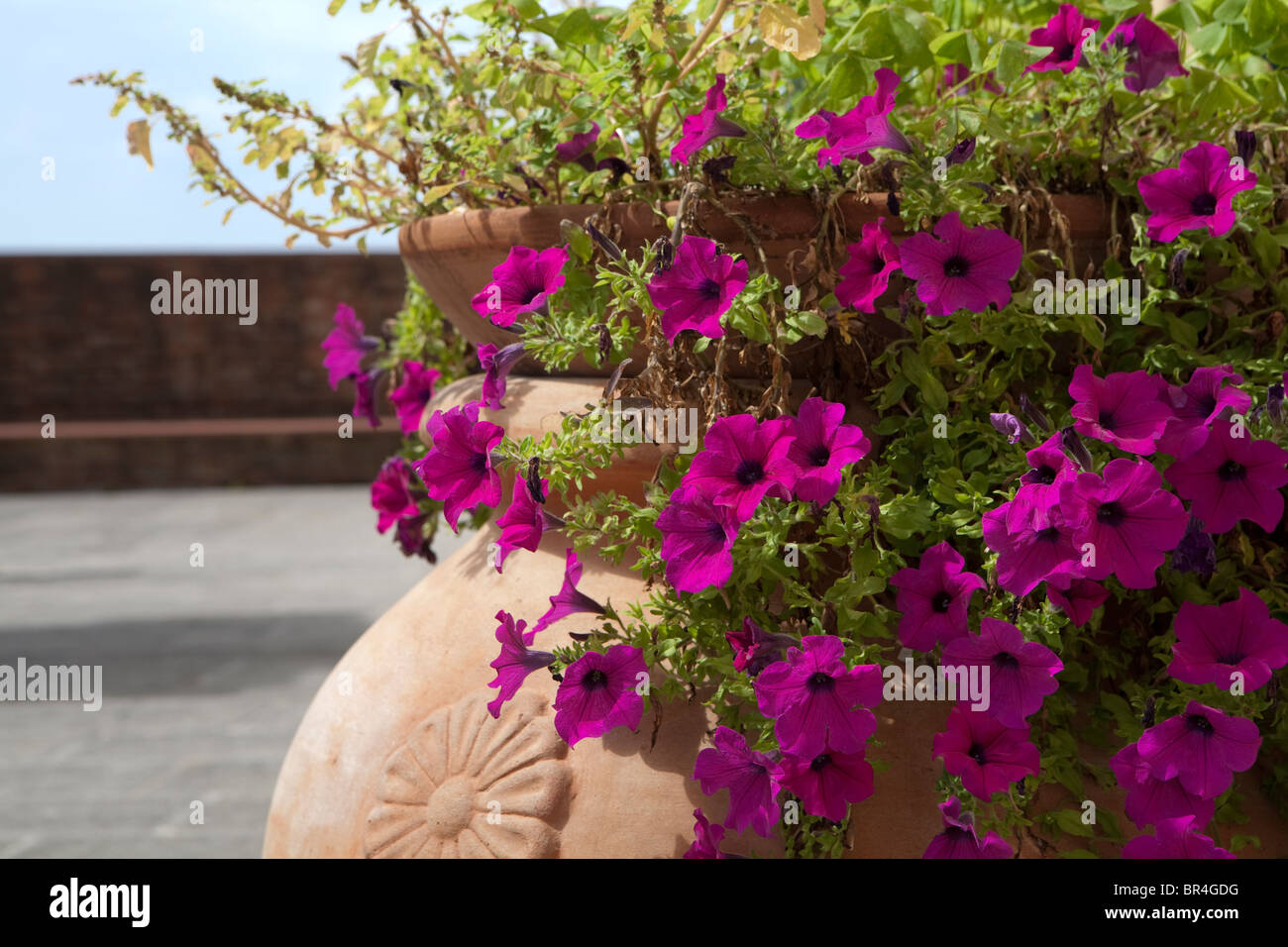 Italy plant pot hi-res stock photography and images - Alamy