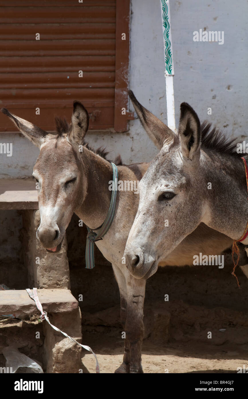 portrait of two donkeys in a pushkar street Stock Photo - Alamy