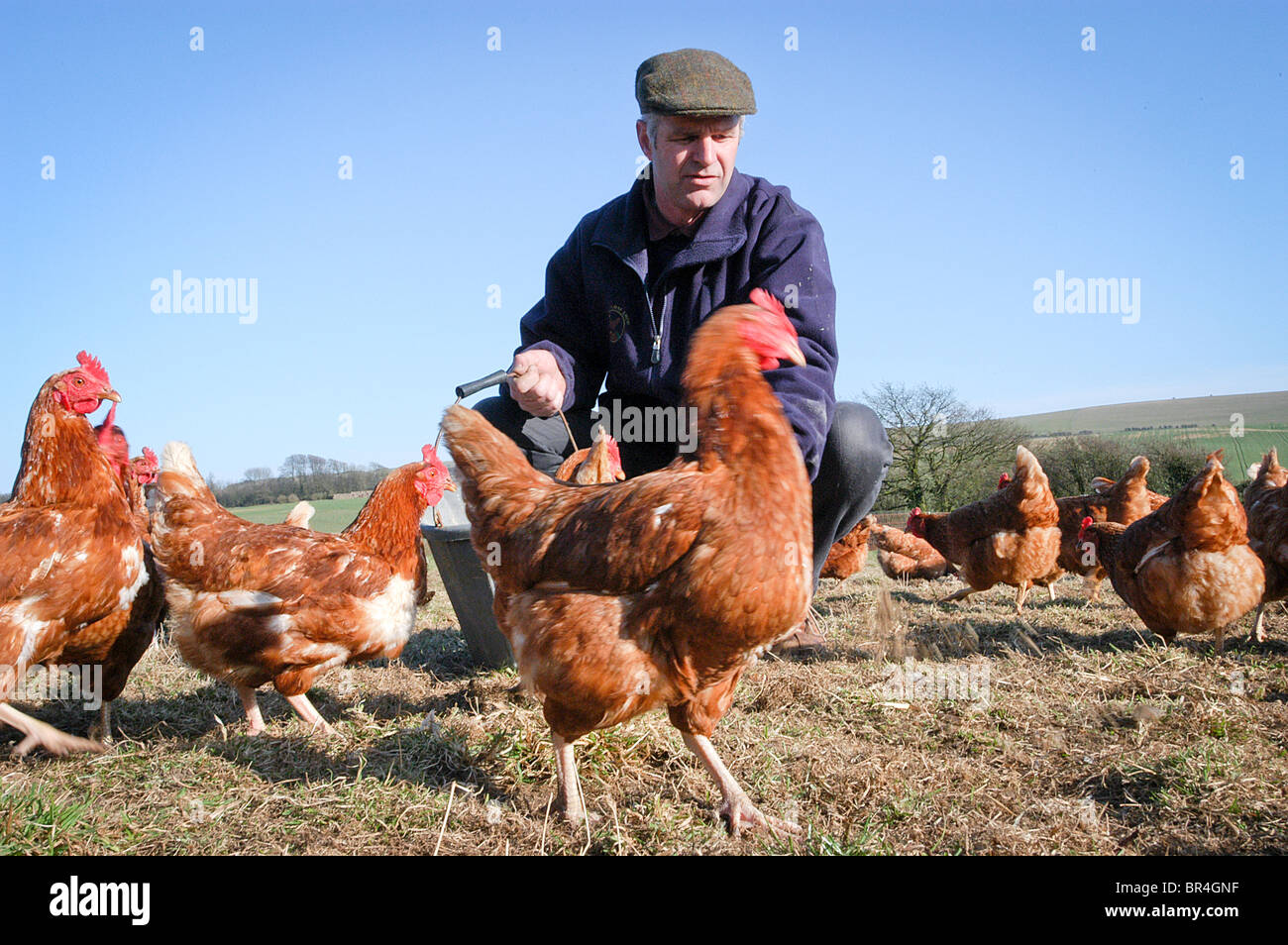 Peter Lenihan collects eggs from his free range hens on Park Farm ...