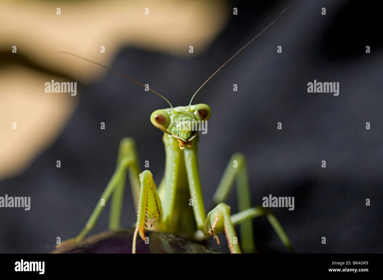 Green Preying Mantis Stock Photo - Alamy