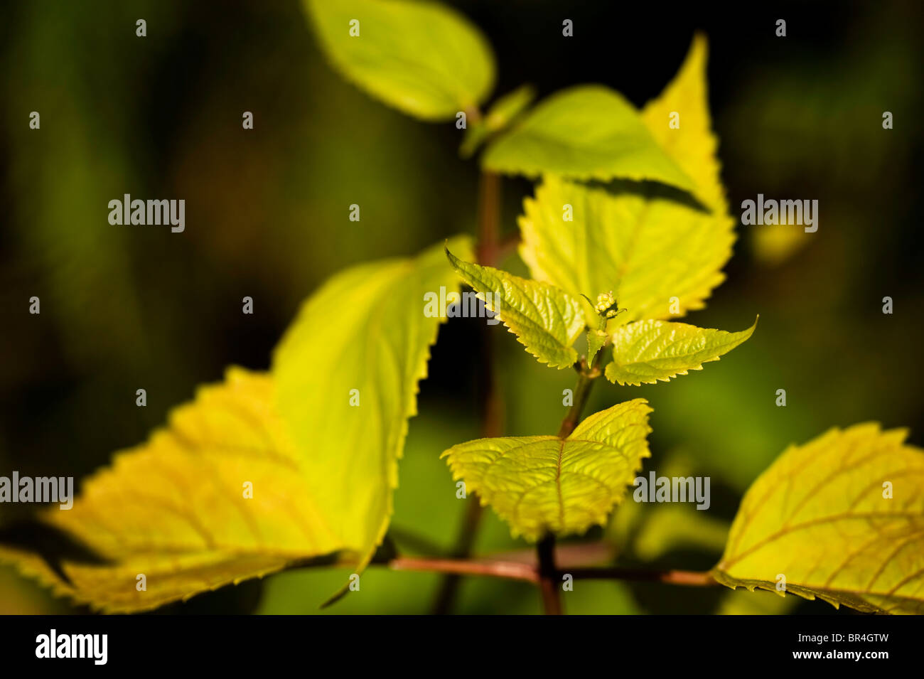 Eupatorium aromaticum, Lesser Snakeroot Stock Photo - Alamy