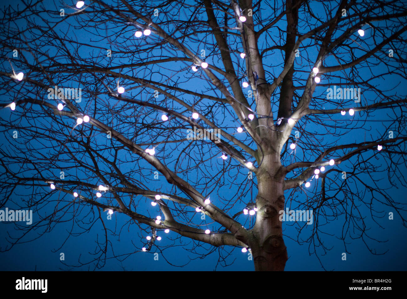 Christmas Lights in a tree at night Stock Photo - Alamy