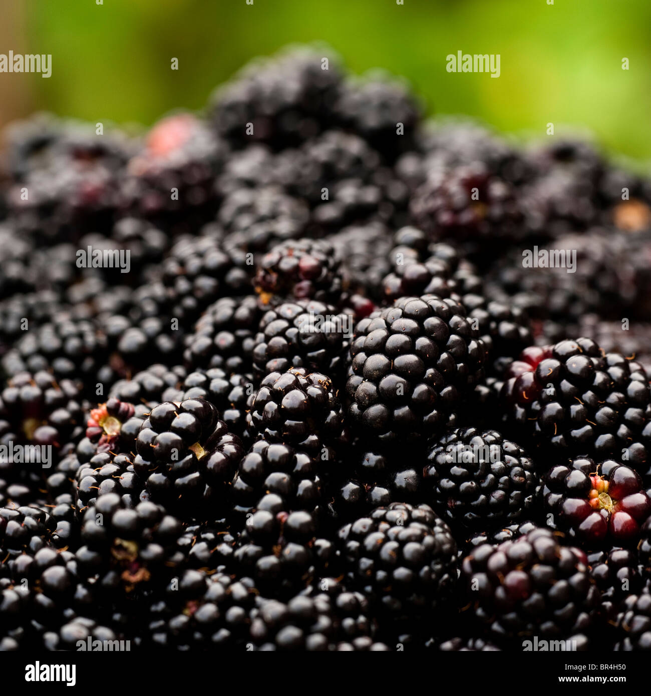 Blackberries uk september hi-res stock photography and images - Alamy