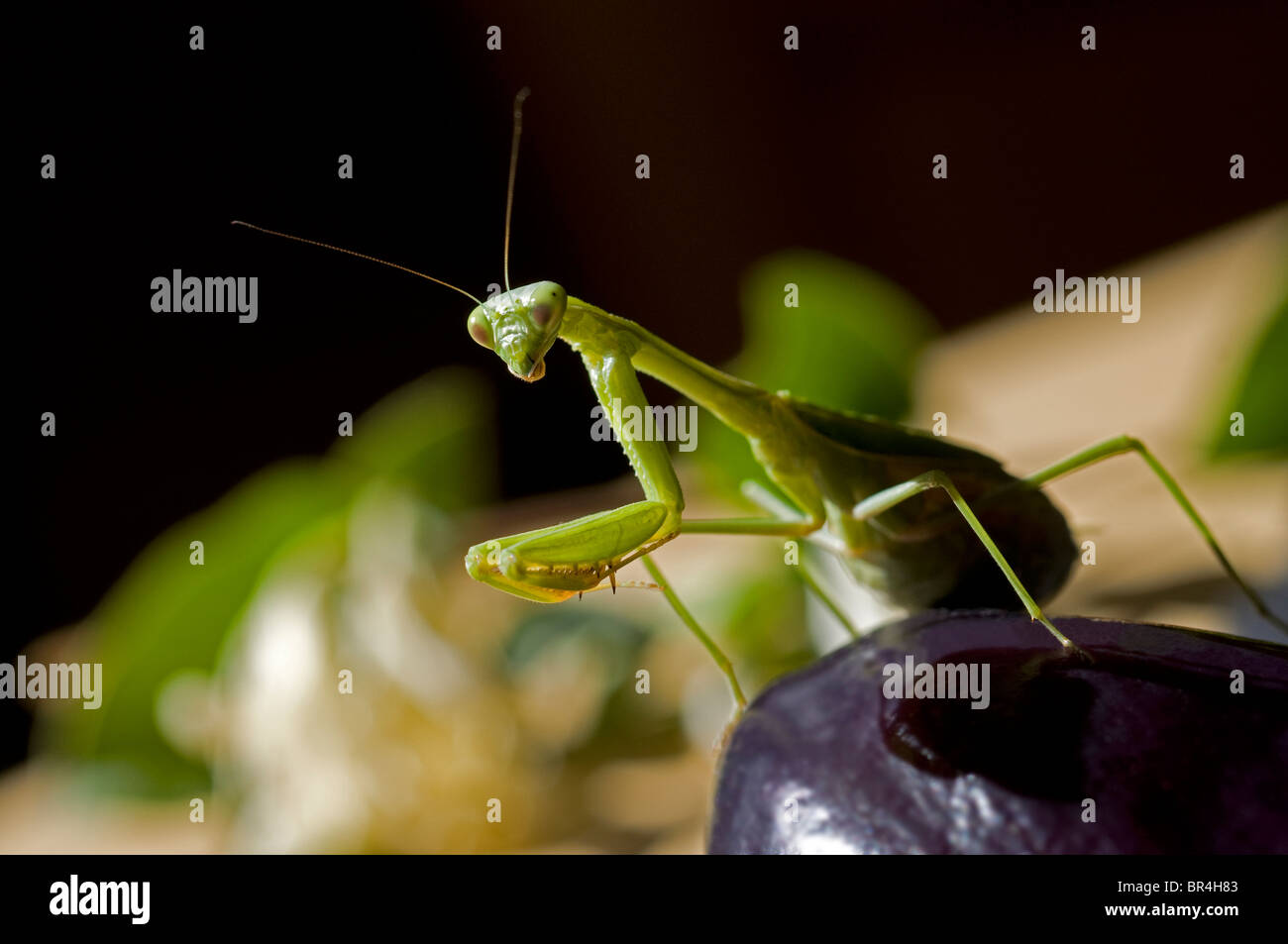 Green Preying Mantis Stock Photo - Alamy