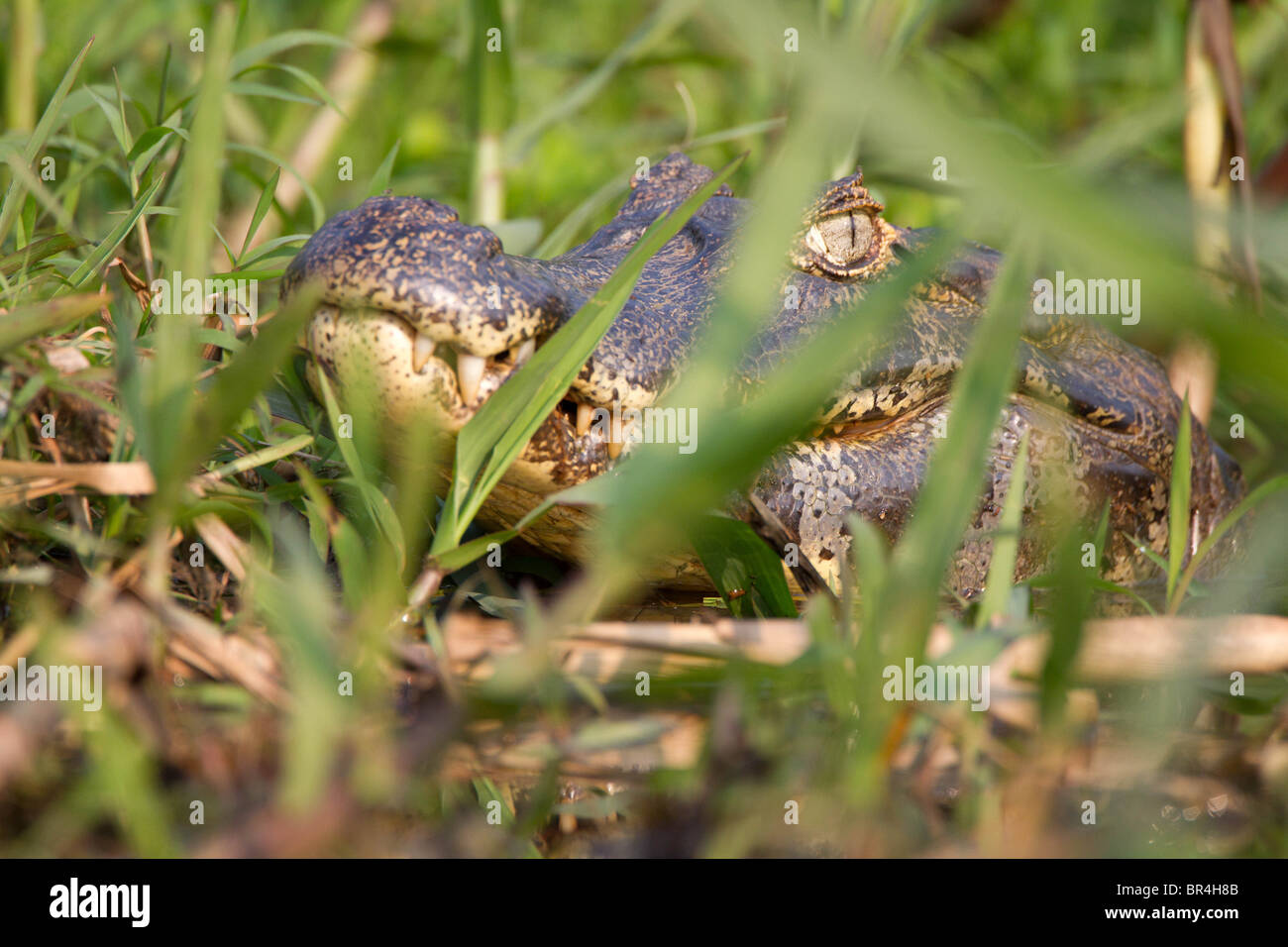 Caimen hi-res stock photography and images - Alamy