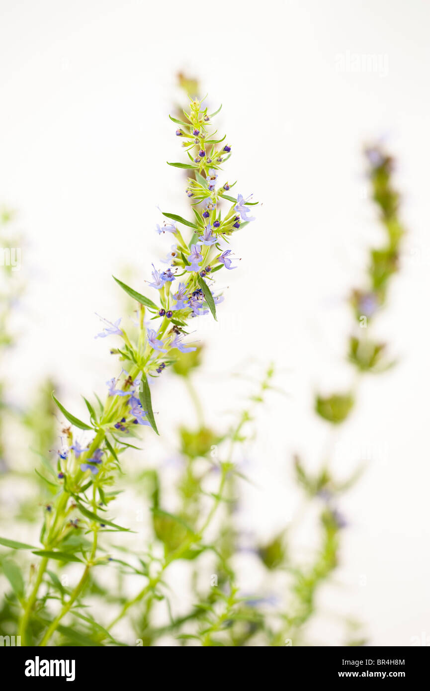 Hyssop, Hyssopus officinalis ‘Blue’ Stock Photo - Alamy