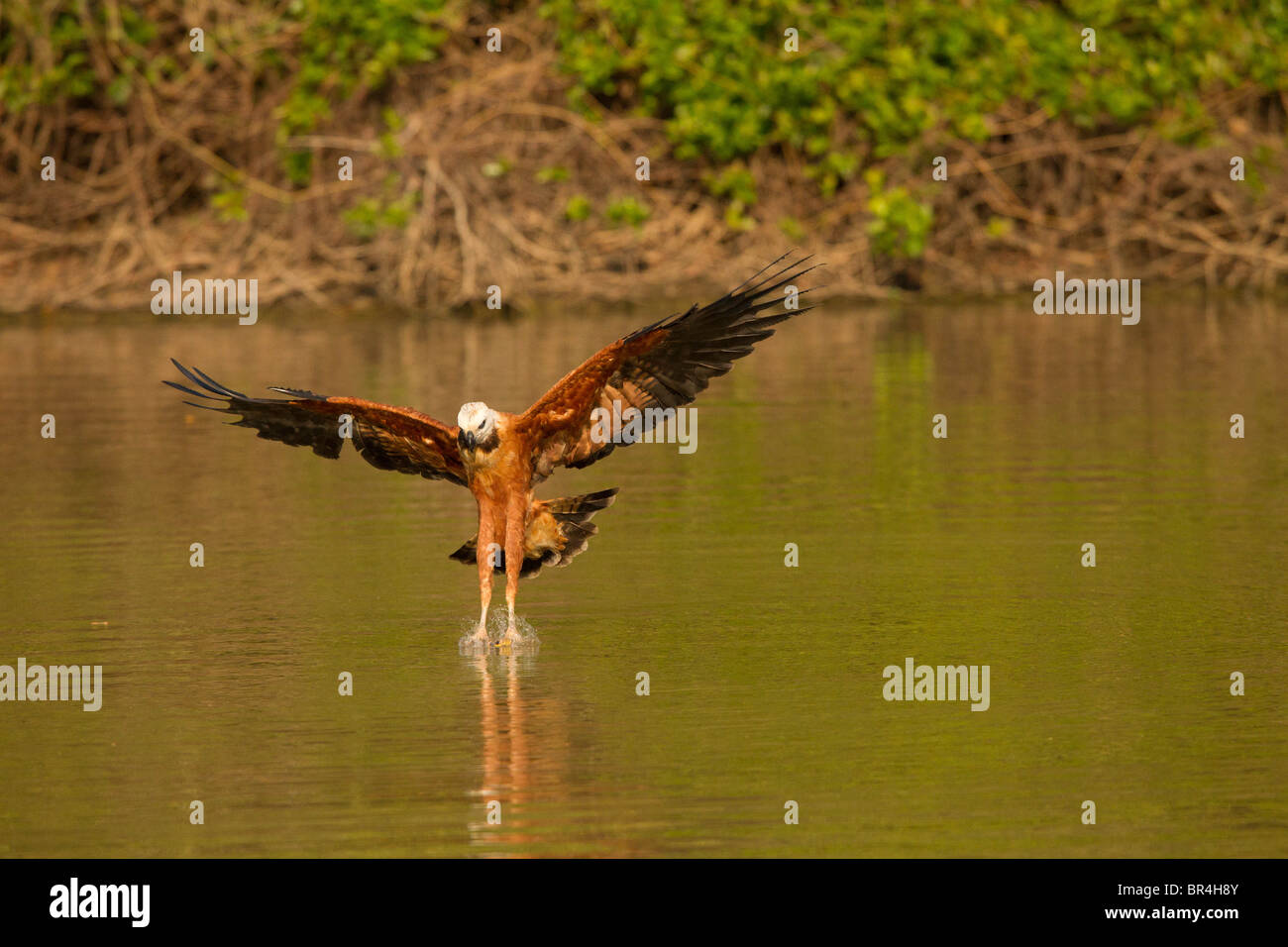 Black collared hawk with feet streched out picking up a floating fish ...