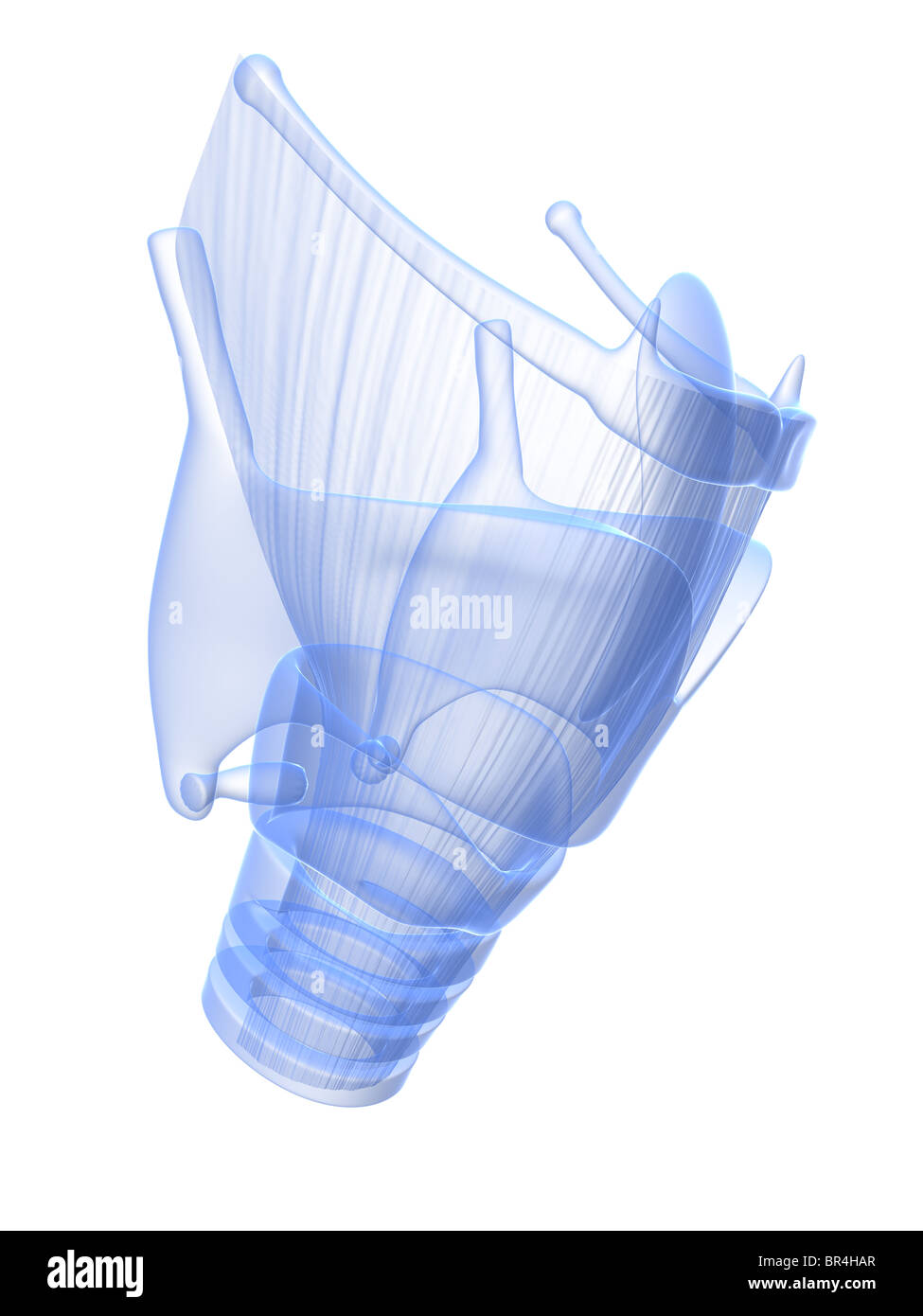 Larynx Cut Out Stock Images & Pictures - Alamy