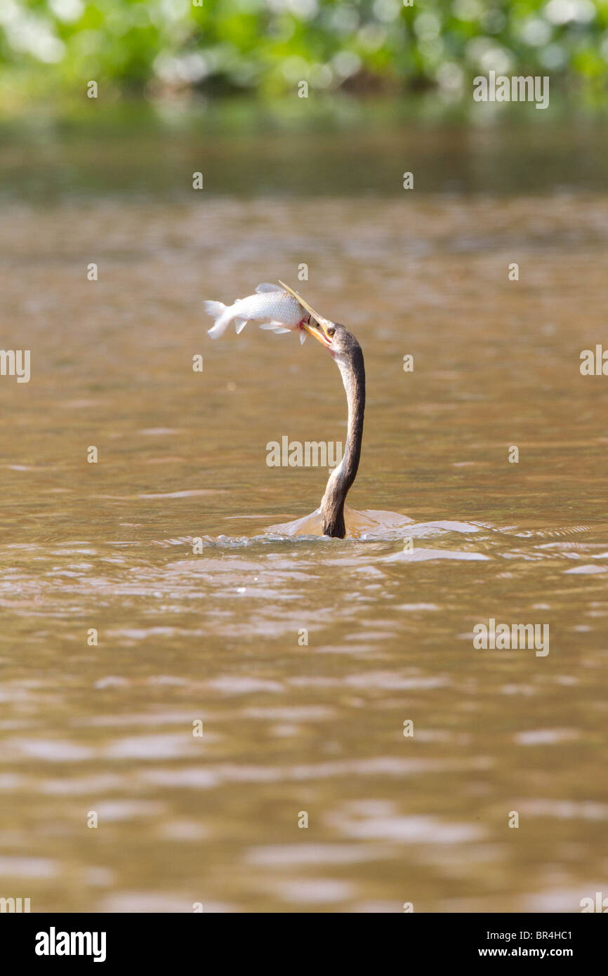 Anhinga swimming with it's beak piercing a fish it is trying to eat in ...