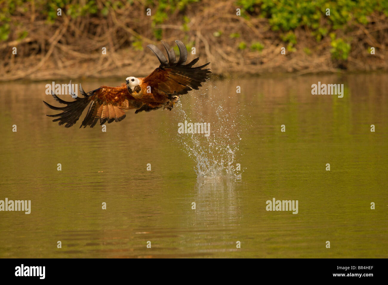Black collared hawk flying away with a fish trailing water from where ...