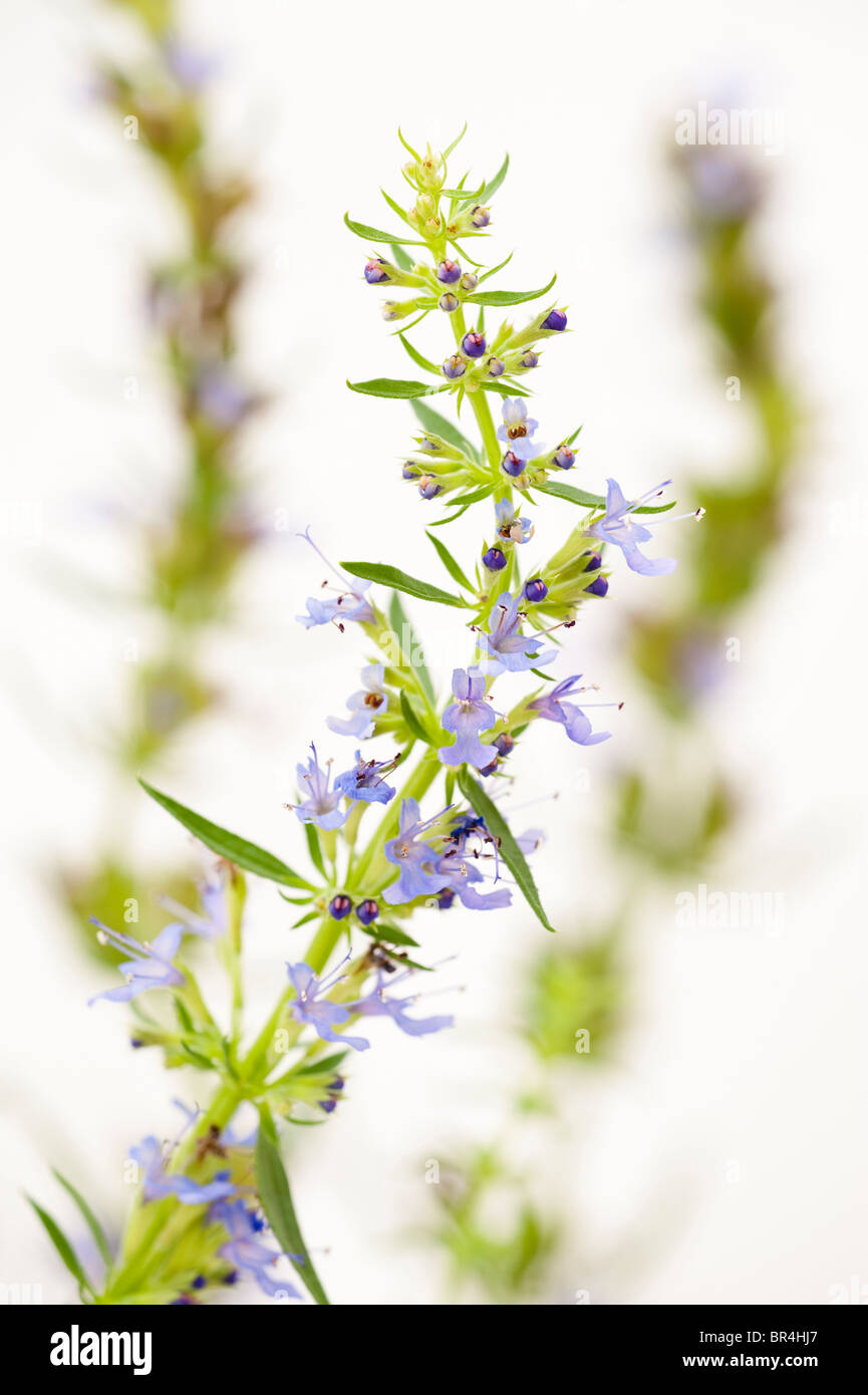 Hyssop, Hyssopus officinalis ‘Blue’ Stock Photo - Alamy