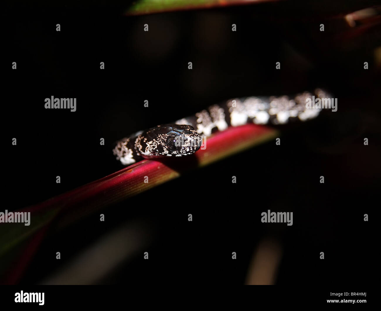 Clouded Snail-sucker Snake (Sibon nebulatus) in Costa Rica Stock Photo ...