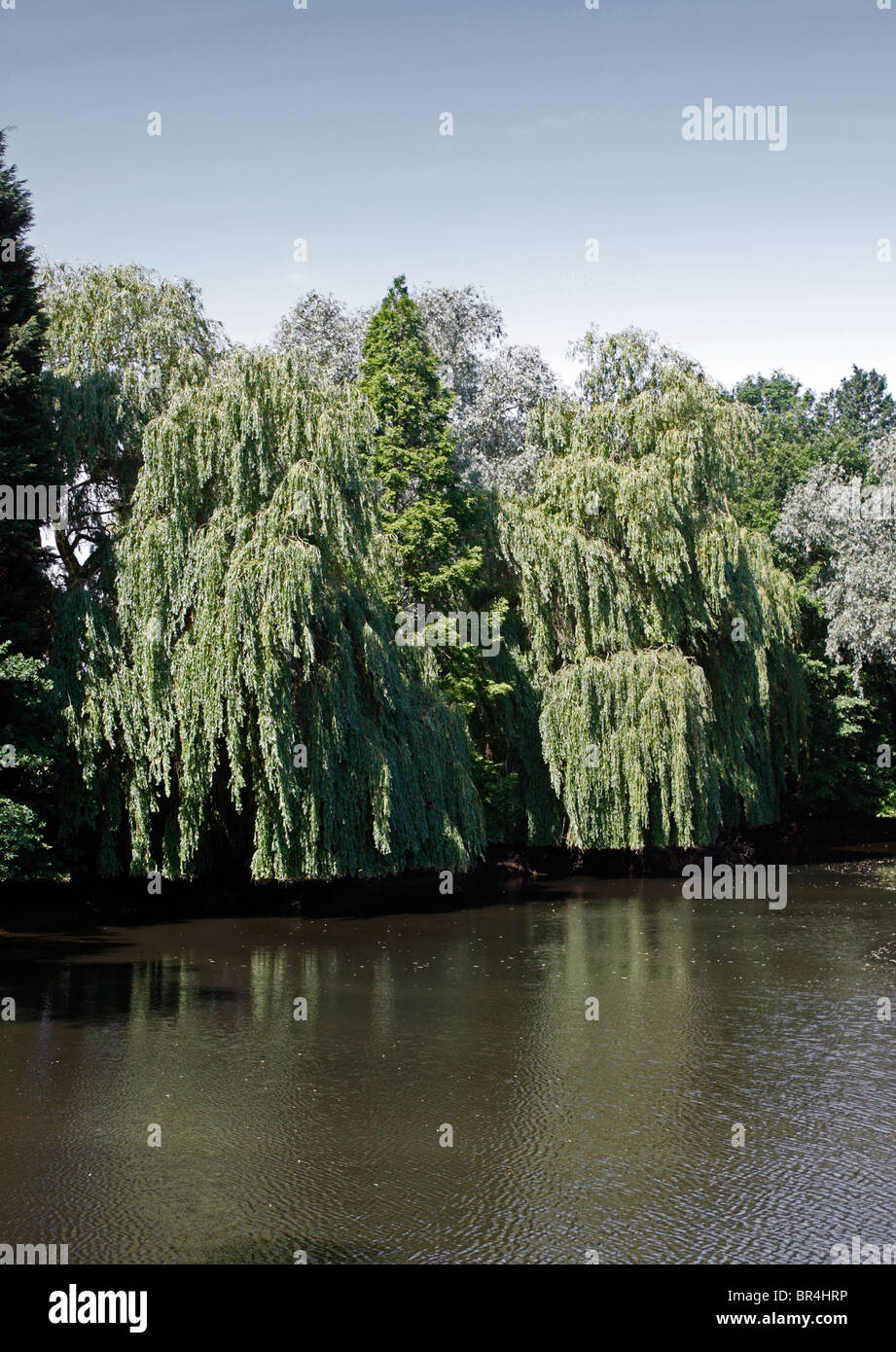 Weeping willow trees lake hi-res stock photography and images - Alamy