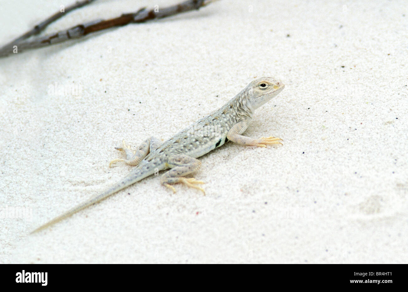 Lesser Earless Lizard Stock Photo - Alamy