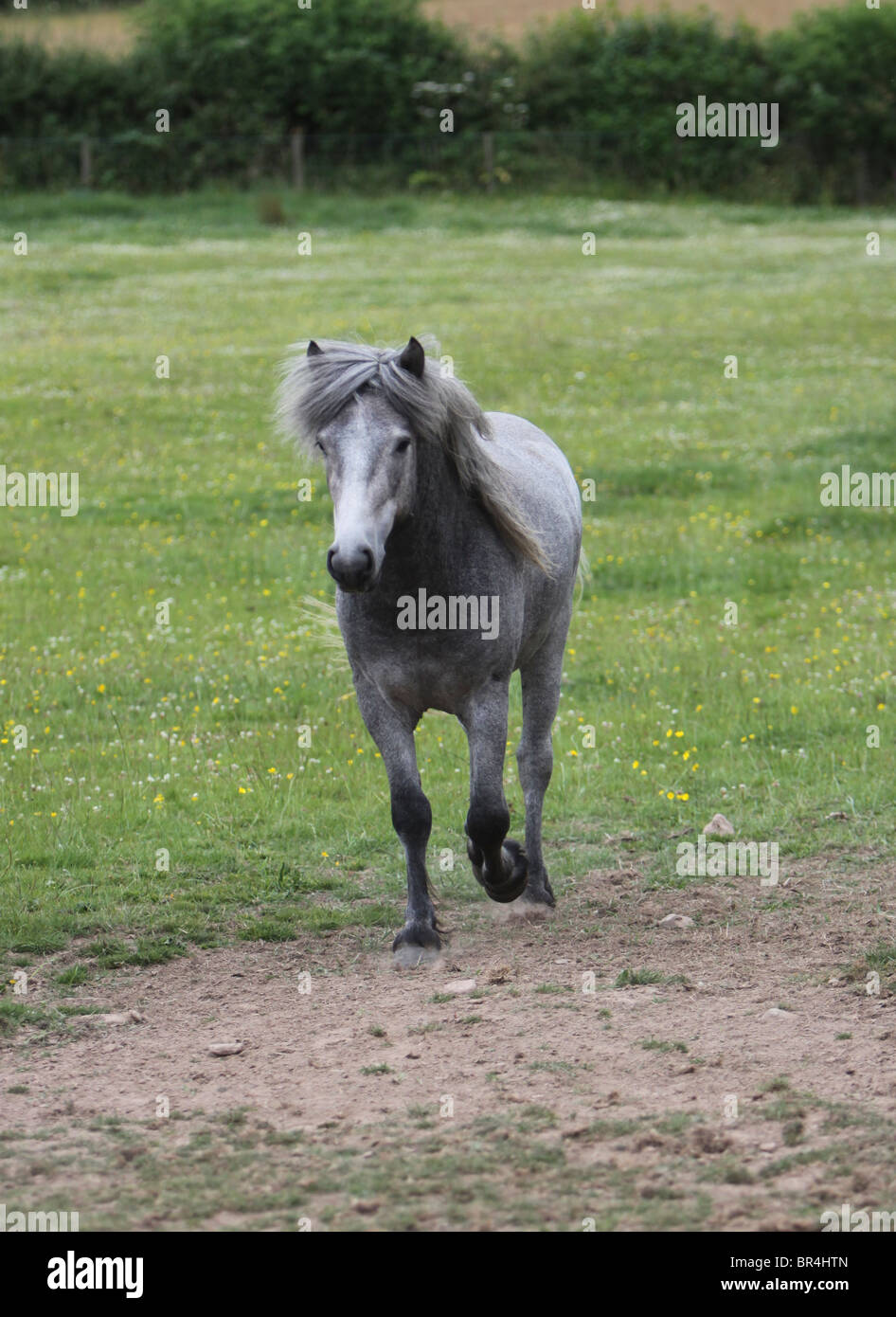 Grey Eriskay pony stallion trotting in a field Stock Photo - Alamy
