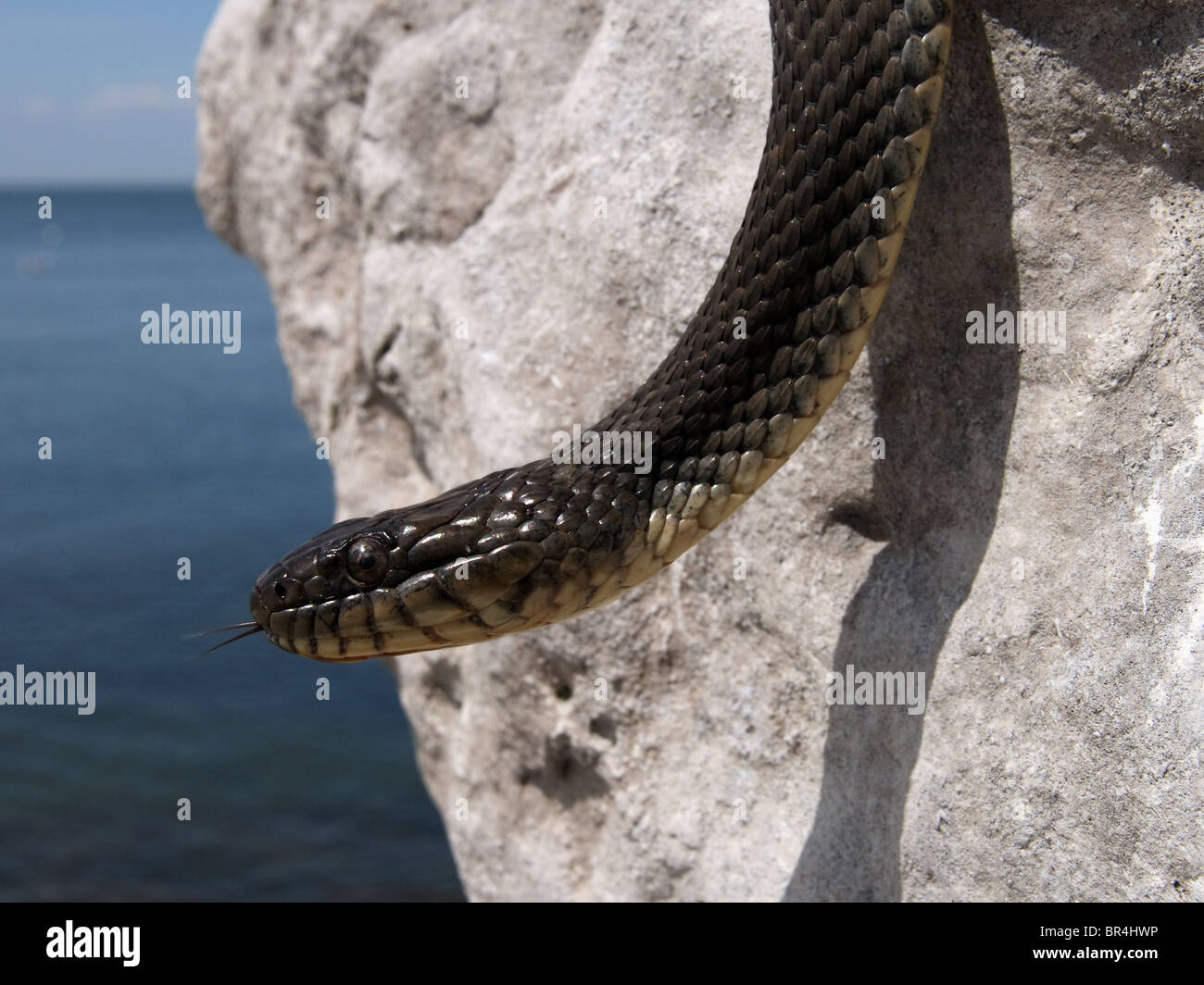 Lake Erie Water Snake Striking