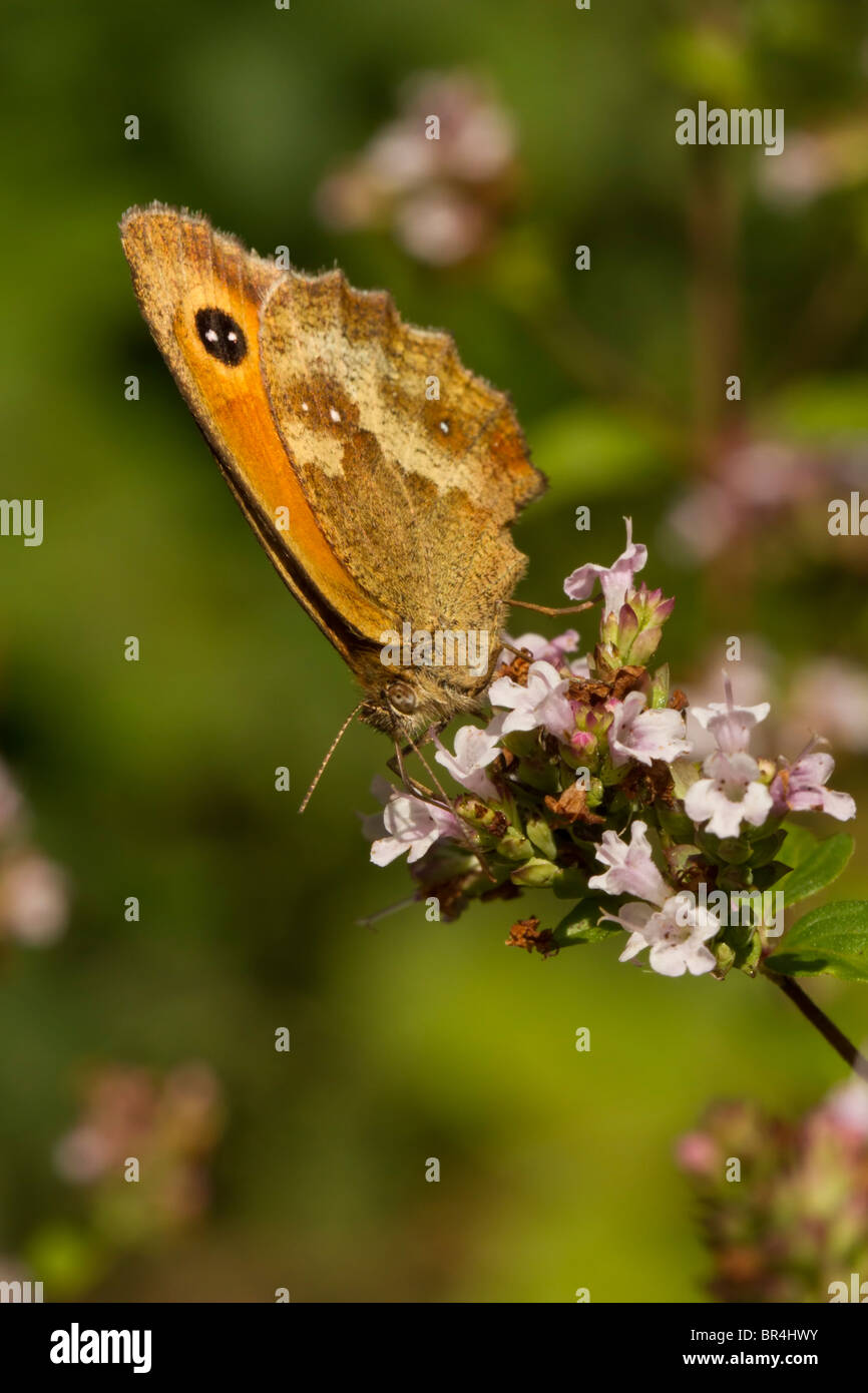 Gatekeeper butterfly marjoram hi-res stock photography and images - Alamy