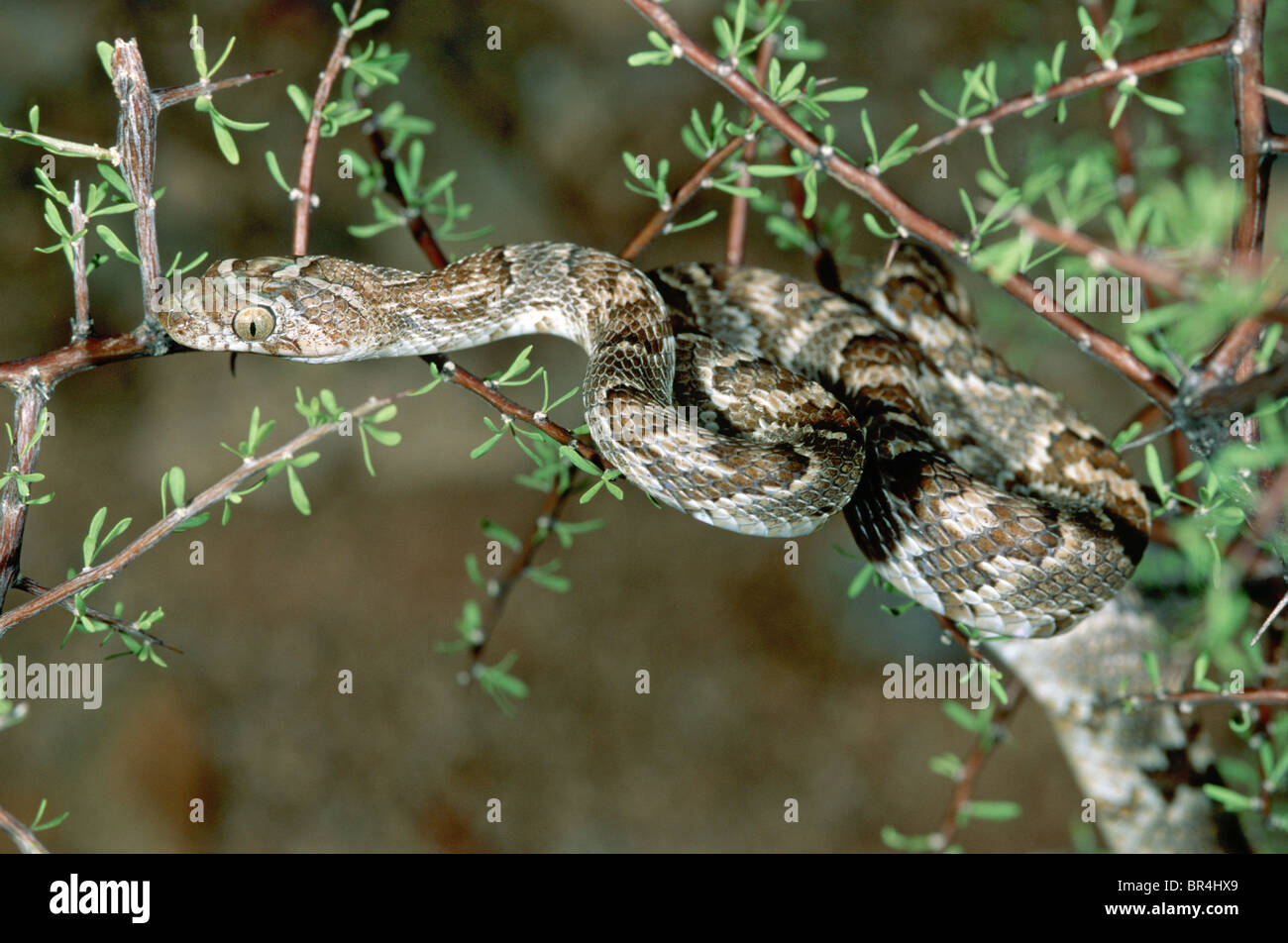 Lyresnake hi-res stock photography and images - Alamy