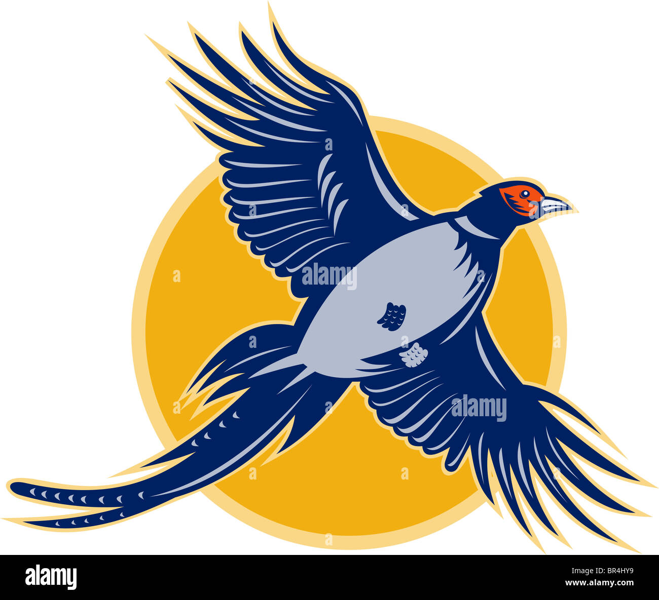 illustration of a pheasant bird flying viewed from low angle Stock ...
