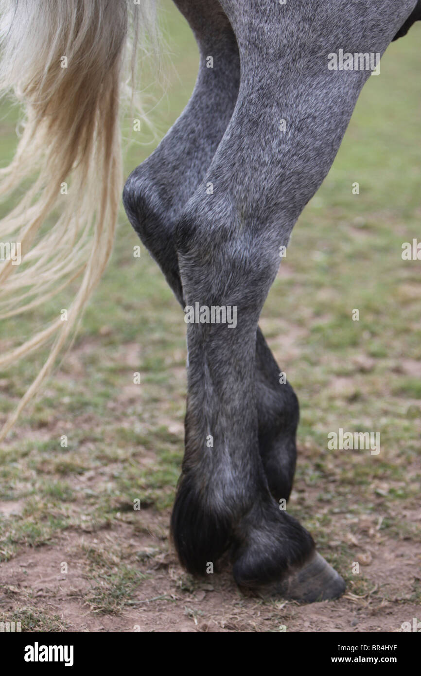 Horse hind legs hi-res stock photography and images - Alamy