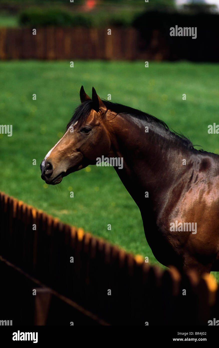 Stallion hi-res stock photography and images - Alamy