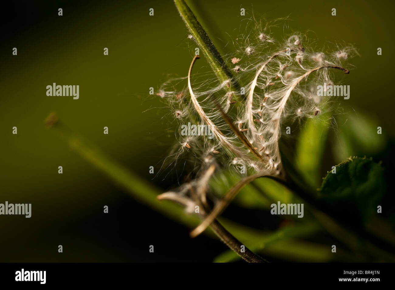 Great Willowherb, Epilobium hirsutum, seed capsules Stock Photo - Alamy