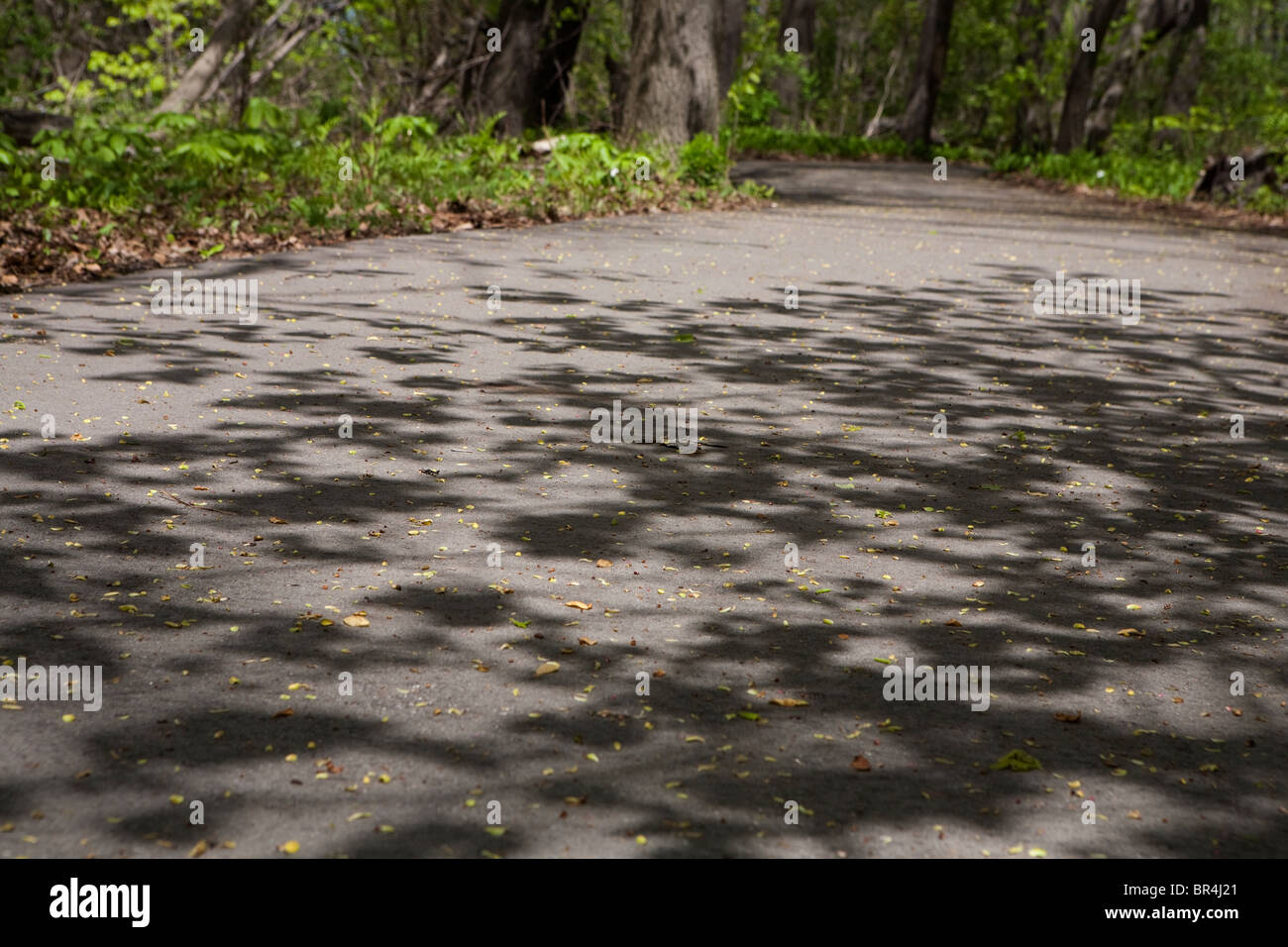 Shadows on a tree branch on a park path Stock Photo - Alamy