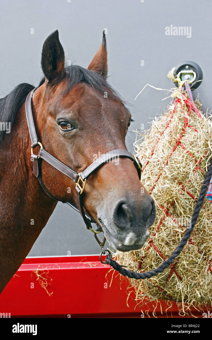 Bay pony hi-res stock photography and images - Alamy
