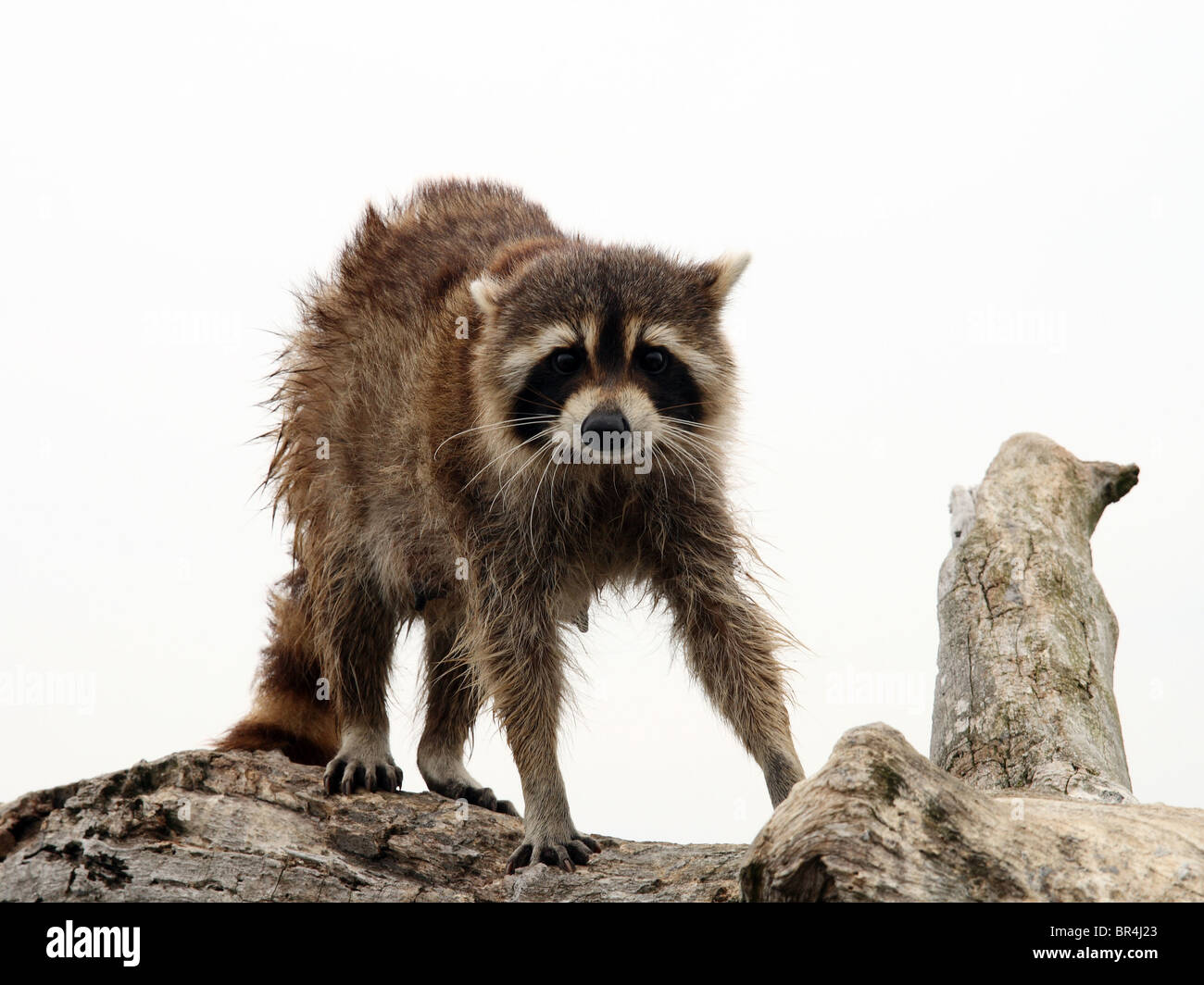 Adult Female Raccoon (Procyon lotor) in Ontario, Canada Stock Photo - Alamy