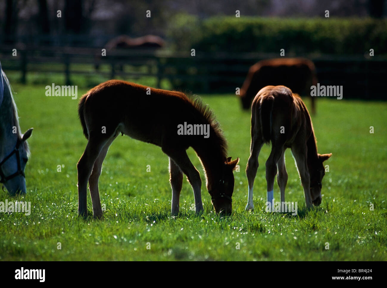 Ireland, Thoroughbred Chestnut Foals Stock Photo - Alamy