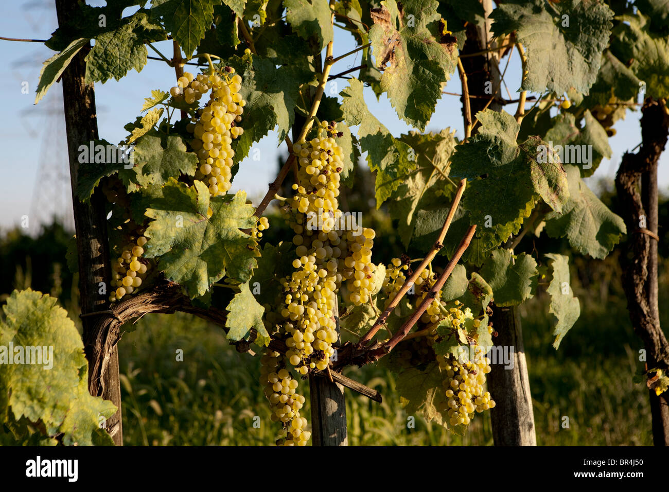 Italian Grapes and Vine Leaves Stock Photo - Alamy