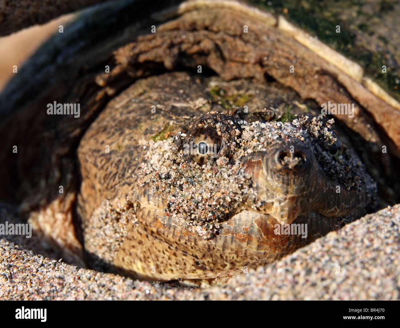 An Adult Female Common Snapping Turtle (Chelydra serpentina Stock Photo ...