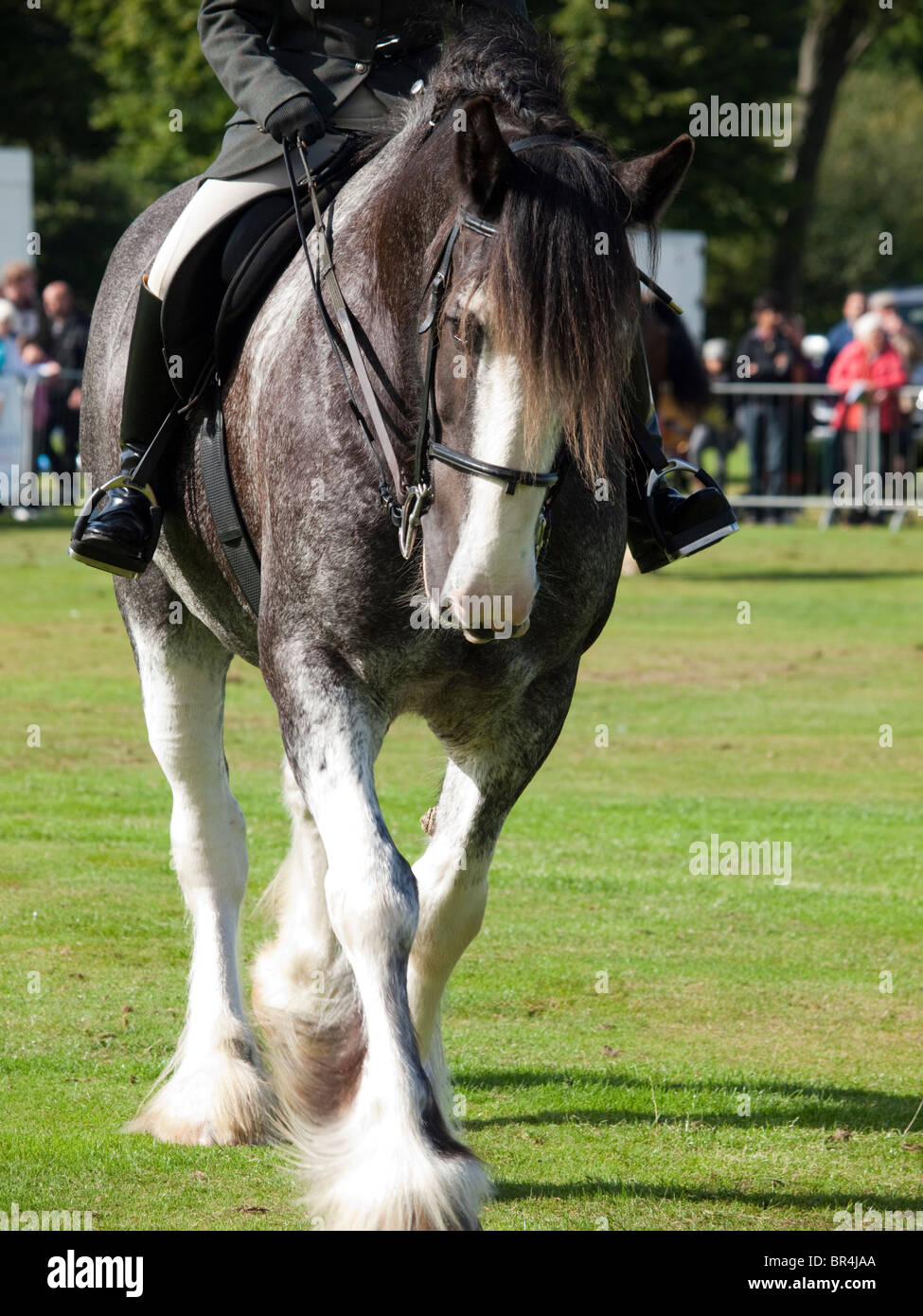 Riding a Clydesdale Horse Stock Photo - Alamy