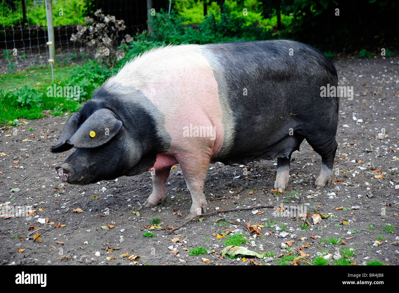 Saddleback pig breed hi-res stock photography and images - Alamy
