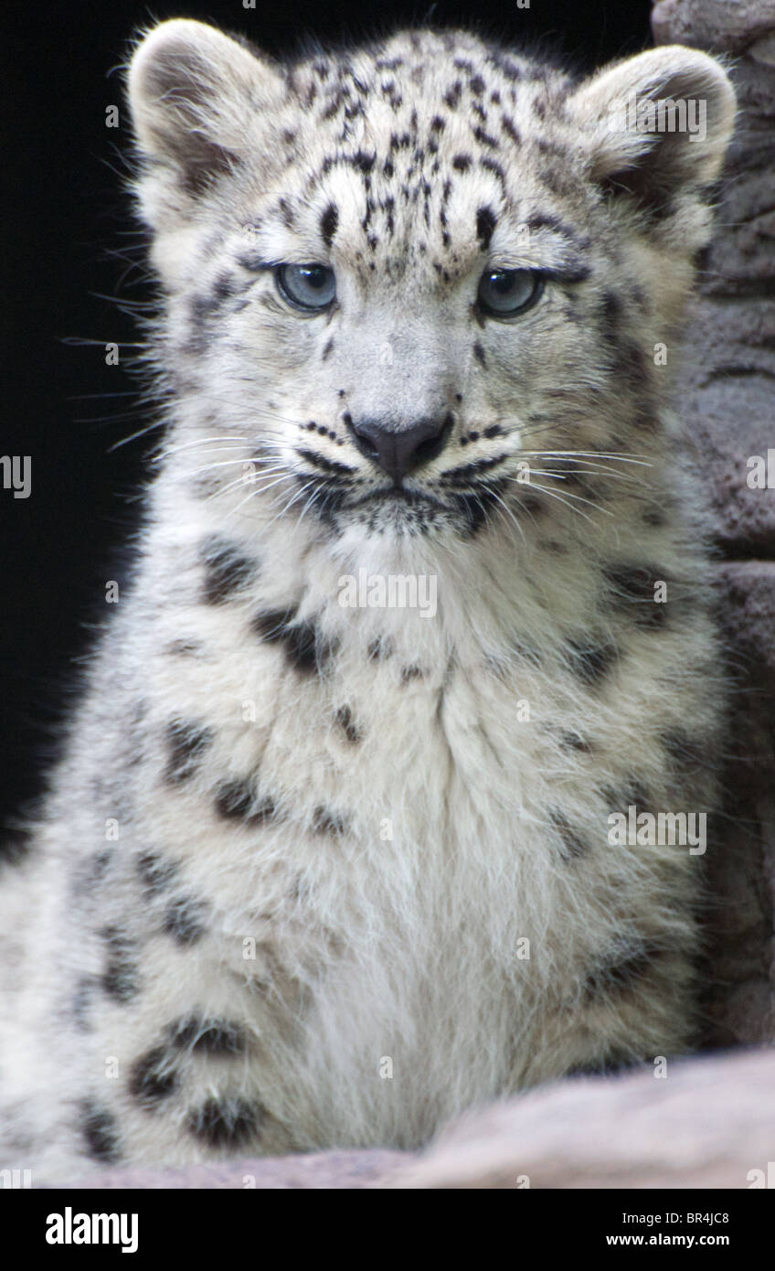 Snow leopard cub (close-up Stock Photo - Alamy