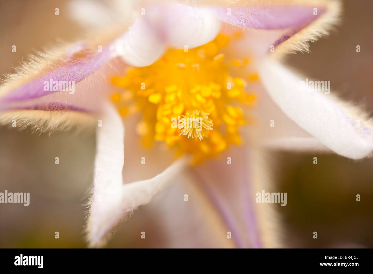 Spring Pasque flower Stock Photo - Alamy