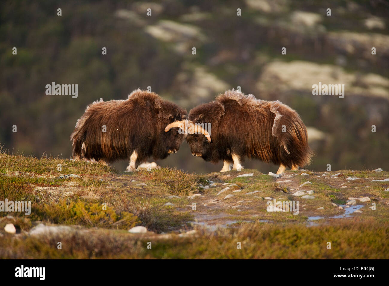 Male musk oxen Stock Photo - Alamy