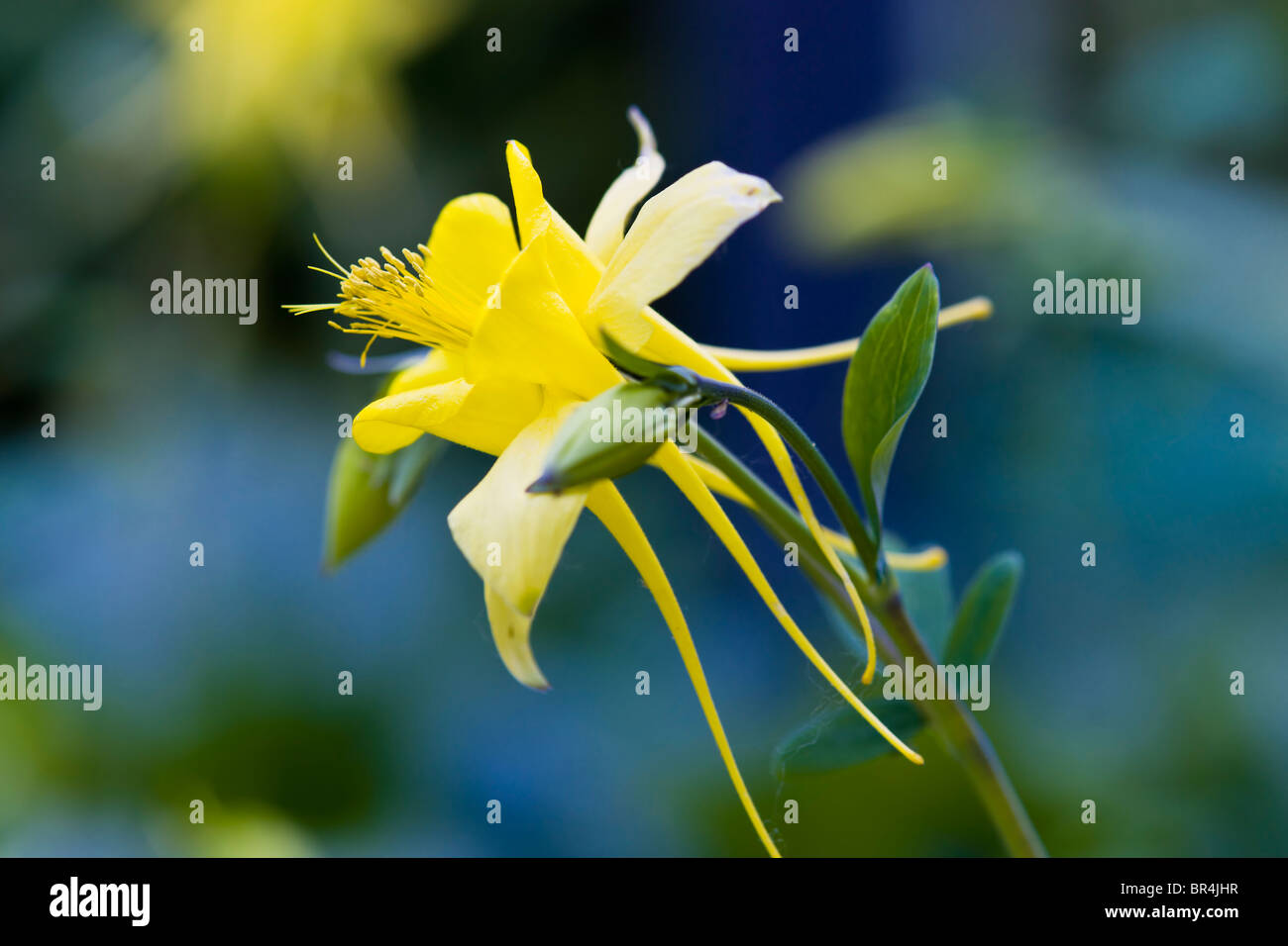 Columbine flowers hi-res stock photography and images - Alamy