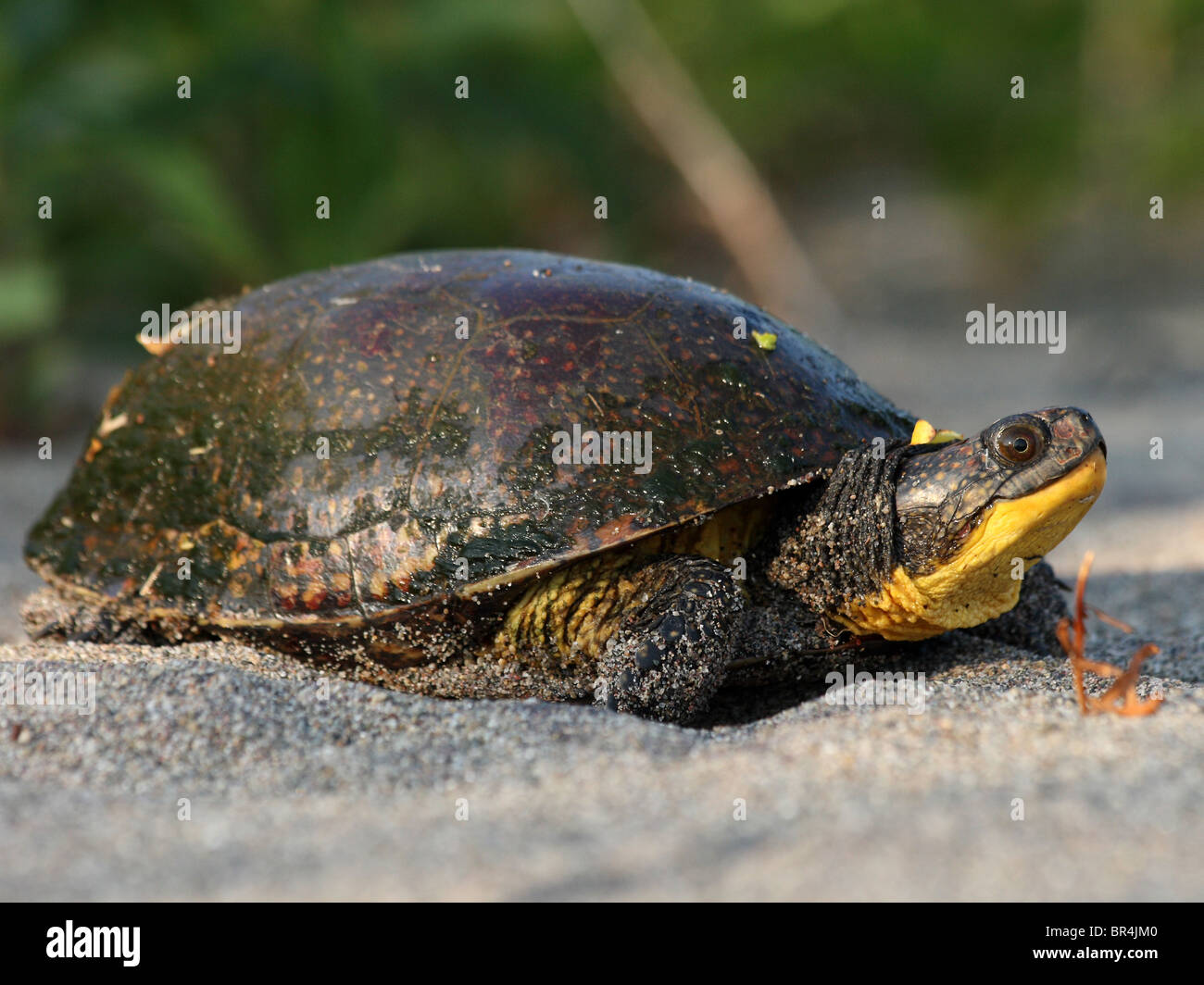 Female Blanding's Turtle (Emydoidea blandingii Stock Photo - Alamy